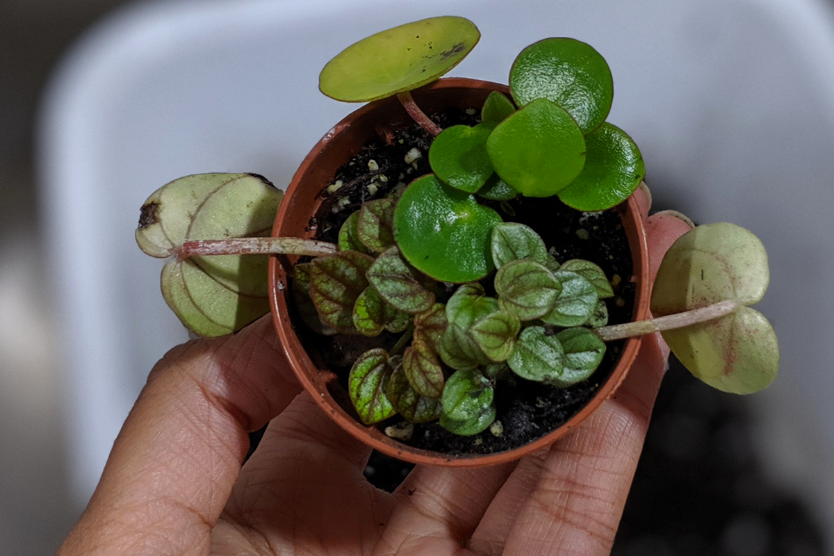 Propagating peperomia - Southsea Jungle